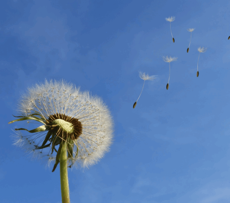 New Professional Practice Guideline For Adults With Complex Trauma ...